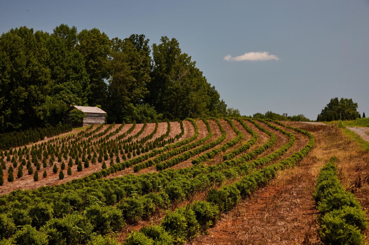Bryan Wagoner Tree Farm | Container, Field-grown Trees, and Shrubs ...