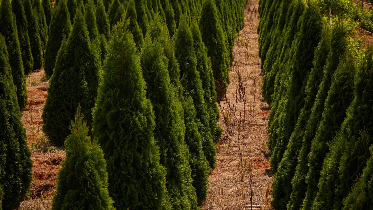 Bryan Wagoner Tree Farm | Container, Field-grown Trees, and Shrubs ...