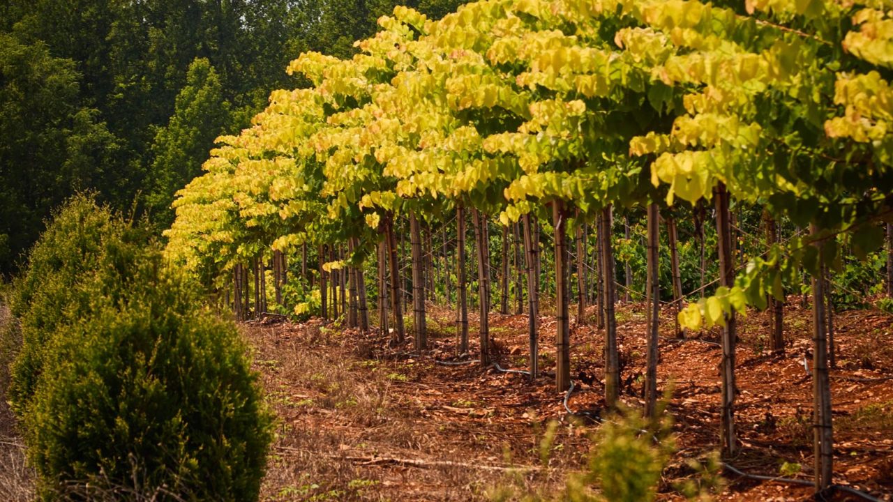 Bryan Wagoner Tree Farm | Container, Field-grown Trees, and Shrubs ...